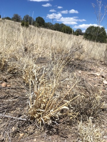 Hall's panicgrass (Panicum hallii) Flower, Leaf, Care, Uses - PictureThis