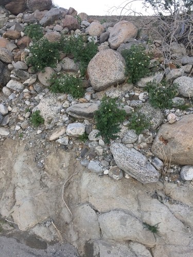 Emory's rockdaisy (Perityle emoryi) Flower, Leaf, Care, Uses - PictureThis