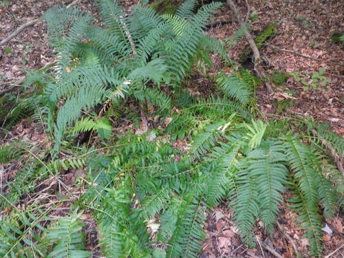 Glade fern (Homalosorus pycnocarpos) Flower, Leaf, Care, Uses - PictureThis