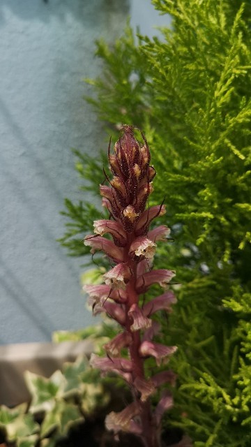 Orobanche puante (Orobanche foetida) - PictureThis