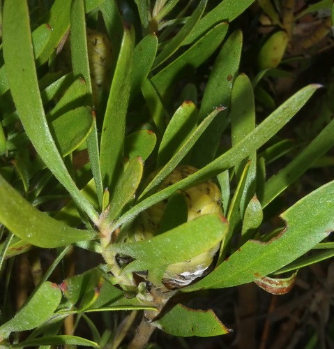 Leucadendron meridianum Flower, Leaf, Care, Uses - PictureThis