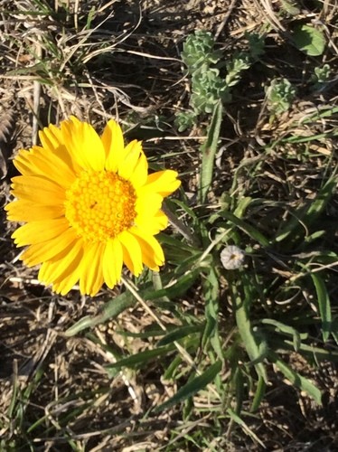 Stemmy Four-Nerve Daisy Care (Watering, Fertilize, Pruning, Propagation ...