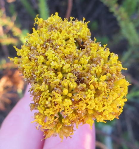 Athanasia - PictureThis