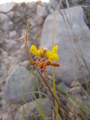 Hall's prairie clover (Dalea hallii) Flower, Leaf, Care, Uses - PictureThis