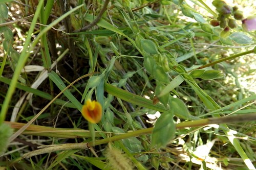 Hierba de la víbora (Zornia reticulata) - PictureThis