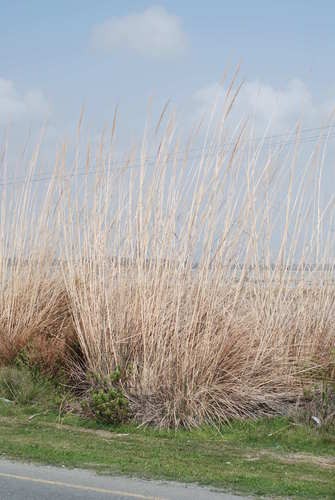 Эриантус равеннский (Saccharum ravennae) - PictureThis
