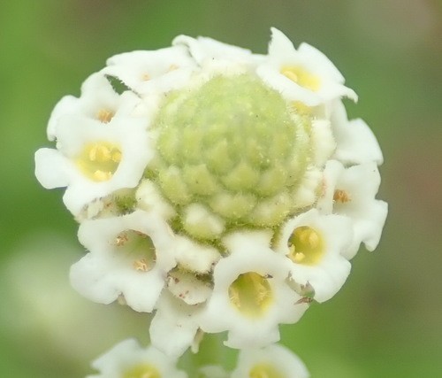Lippia Flower, Leaf, Care, Uses - PictureThis