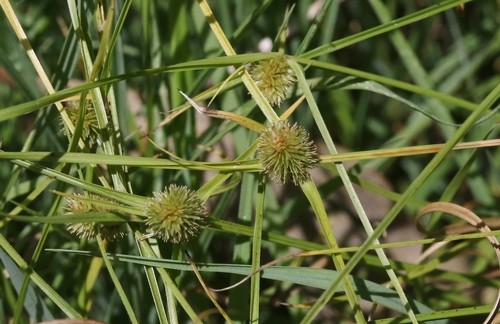 Cyperus Brevifolius