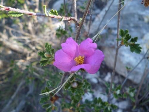 Purshia plicata - PictureThis