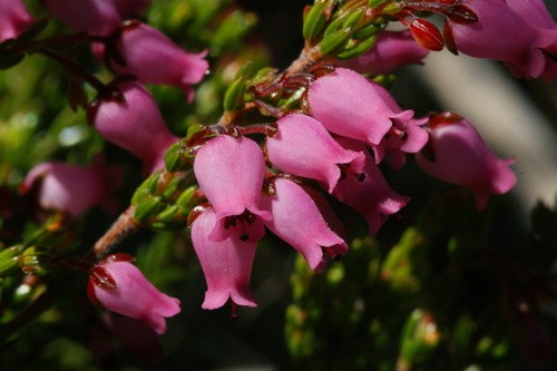 Erica lateralis Flower, Leaf, Care, Uses - PictureThis
