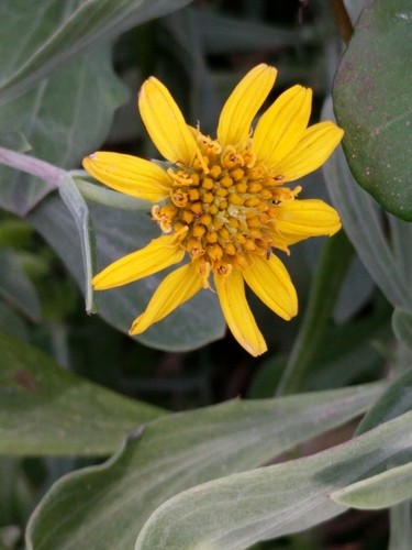 Sea oxeye (Borrichia frutescens) Flower, Leaf, Care, Uses - PictureThis