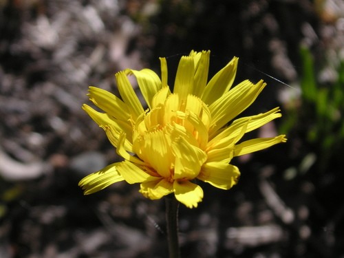Microseris lanceolata 照顧，種植，繁殖，開花時間 - PictureThis