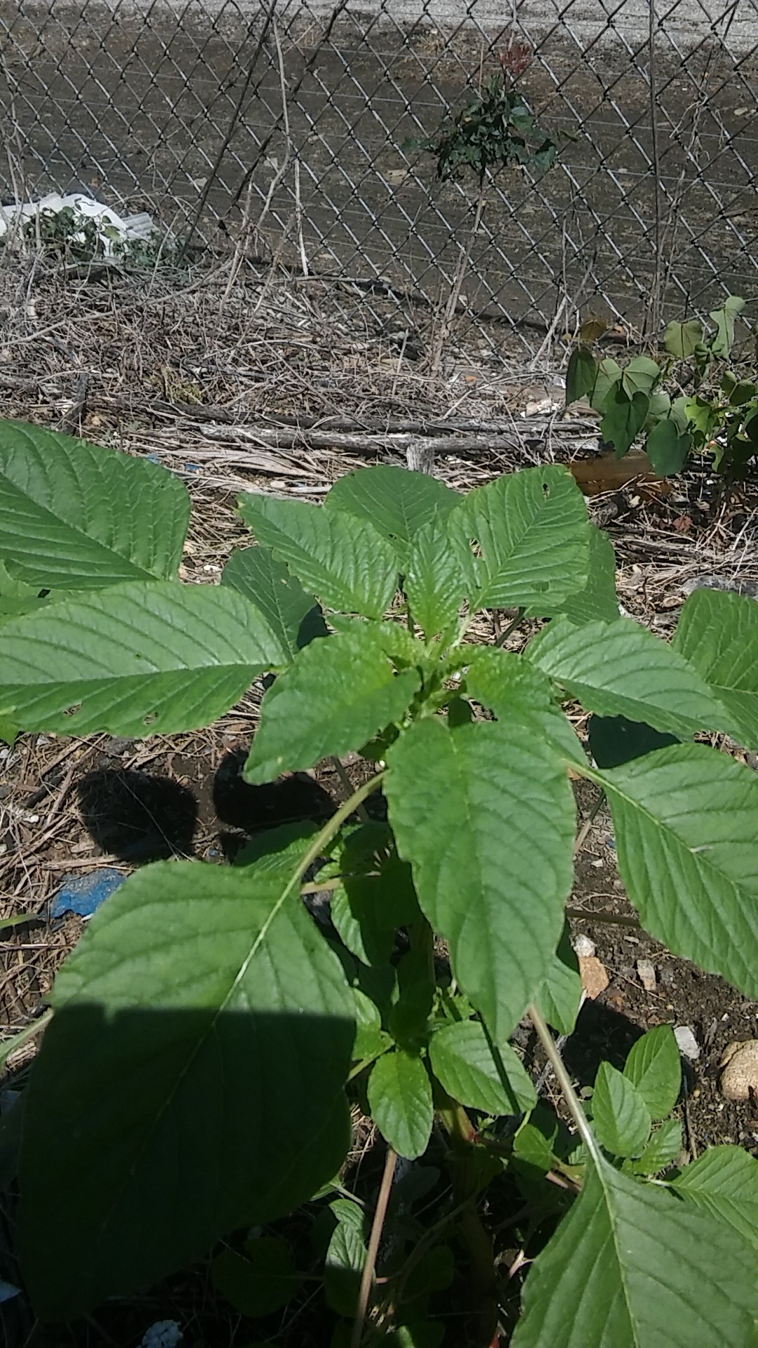 Quintonil Tropical (Amaranthus palmeri) - PictureThis