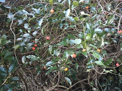 Passiflora tetrandra - PictureThis