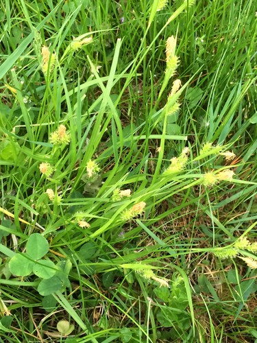 Laîche pâle (Carex pallescens) - PictureThis