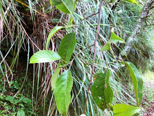 Formosan alder (Alnus formosana) Flower, Leaf, Care, Uses - PictureThis