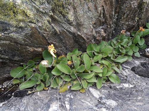 Brachyglottis bellidioides Care (Watering, Fertilize, Pruning ...