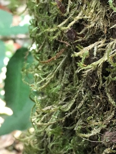 Alsia californica - PictureThis