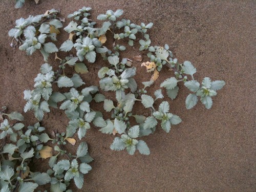 Silver burr ragweed (Ambrosia chamissonis) Flower, Leaf, Care, Uses ...