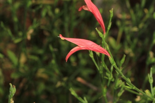 Sixangle foldwing (Dicliptera sexangularis) Flower, Leaf, Care, Uses ...
