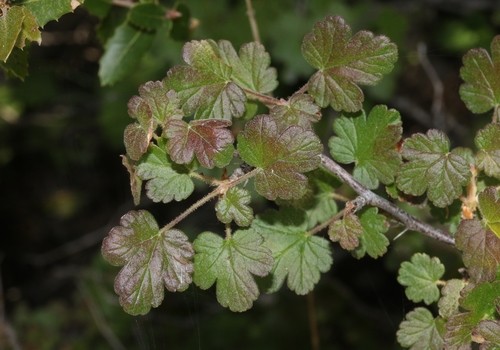 Ribes indecorum - PictureThis