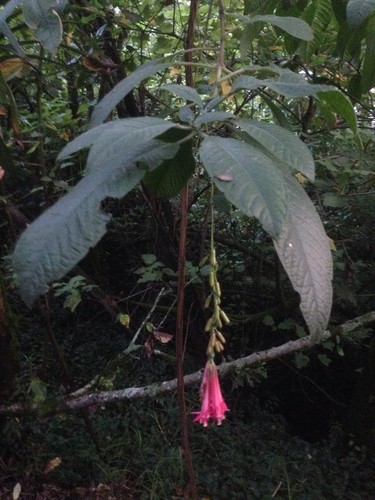 Arete zarcillo (Fuchsia boliviana) - PictureThis