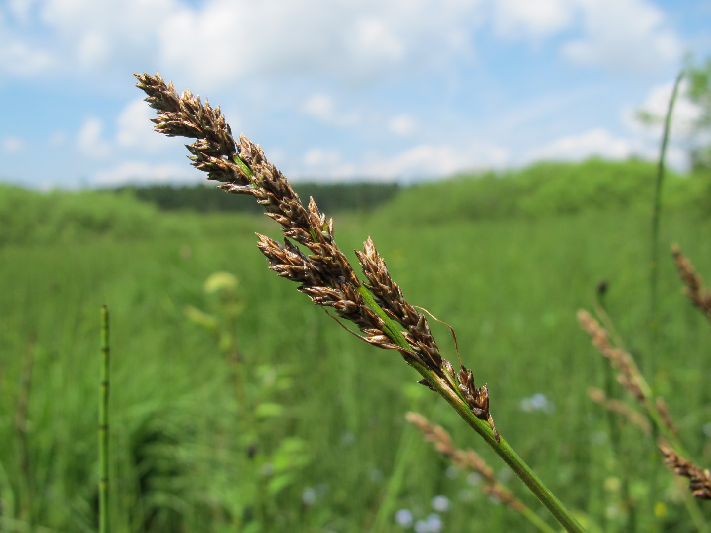 Laîche arrondie (Carex diandra) - PictureThis