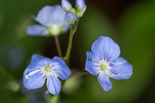 American Speedwell (Veronica americana) Flower, Leaf, Care, Uses ...
