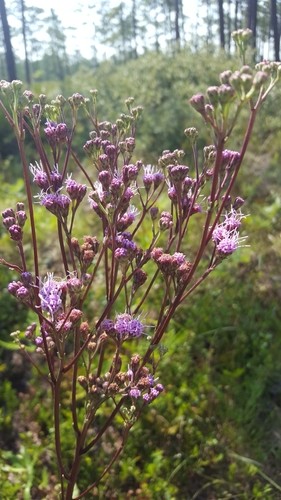 Vanillaleaf (Carphephorus odoratissimus) Flower, Leaf, Care, Uses ...