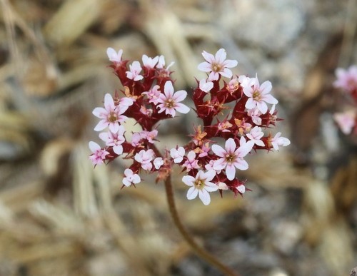 Buckwheat (Polygonaceae) Flower, Leaf, Care, Uses - PictureThis