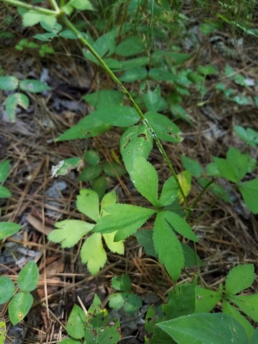 Canadian black snakeroot (Sanicula canadensis) Flower, Leaf, Care, Uses ...