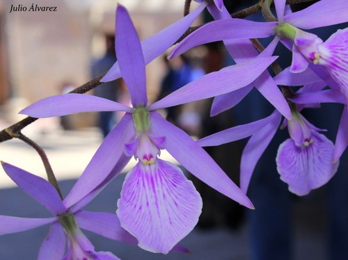 Trompillo (Encyclia adenocaula) - PictureThis