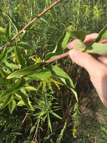 Rosinweeds (Silphium) Flower, Leaf, Care, Uses - PictureThis