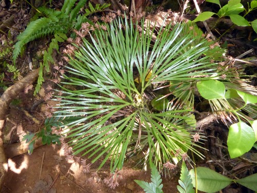 Schizaea dichotoma - PictureThis