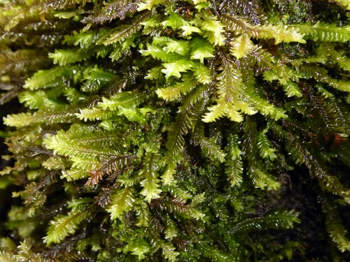 Plagiochila Flower, Leaf, Care, Uses - PictureThis
