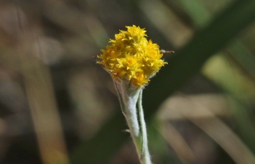 How to Plant and Grow Yellow buttons(Chrysocephalum apiculatum)