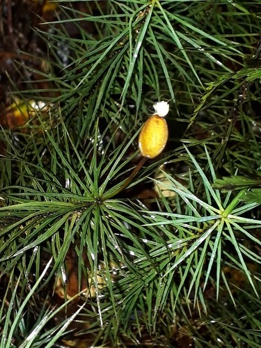 Dawsonia superba 照顧，種植，繁殖，開花時間 - PictureThis