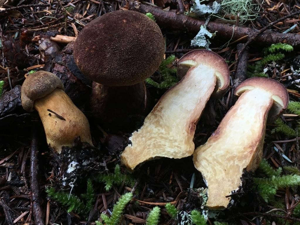 Aureoboletus mirabilis - PictureThis