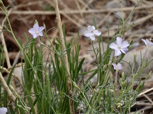 Flaxflower skyrocket (Ipomopsis longiflora) Flower, Leaf, Care, Uses ...