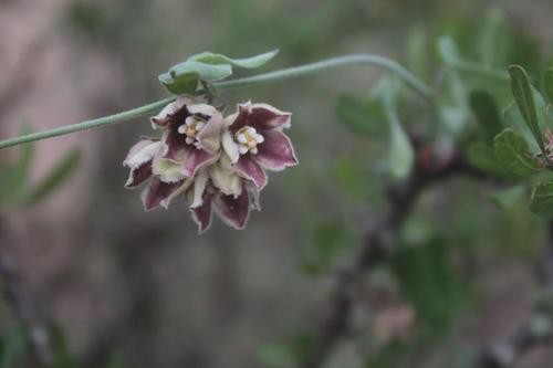 Bejuco elegante (Funastrum elegans) - PictureThis