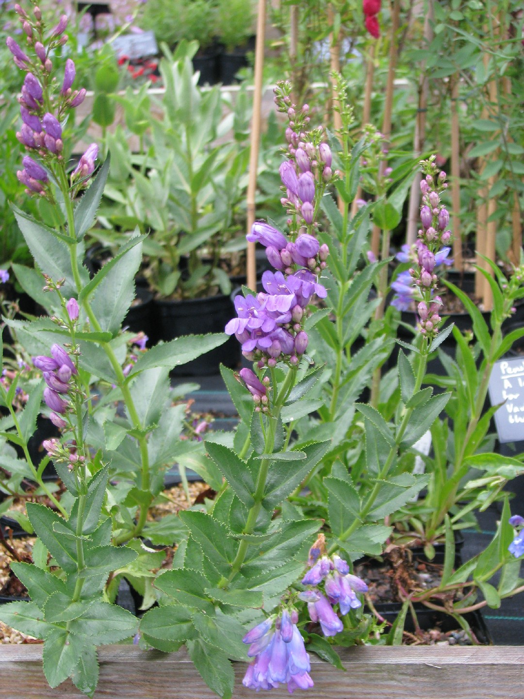 Venus penstemon (Penstemon venustus) - PictureThis