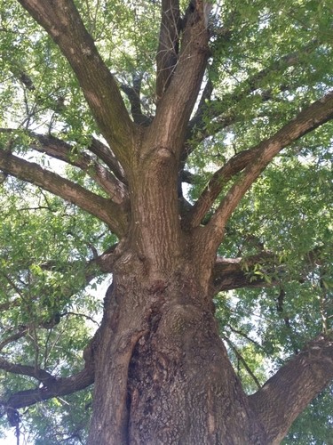 Encino siempreverde (Quercus virginiana) - PictureThis