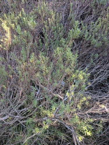 Damiana (Chrysactinia mexicana) - PictureThis