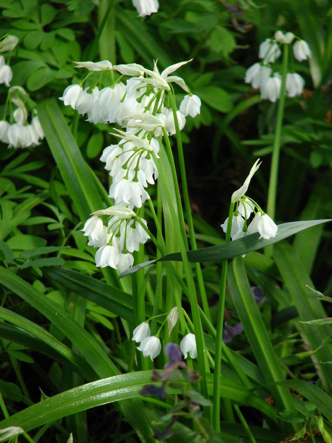 Allium paradoxum - PictureThis