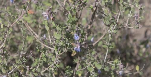 Shrubby blue sage (Salvia ballotiflora) Flower, Leaf, Care, Uses ...