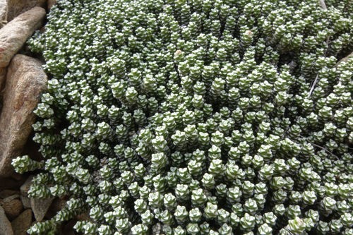 Vegetable sheep (Raoulia) Flower, Leaf, Care, Uses - PictureThis