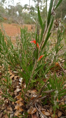 Adenanthos barbiger - PictureThis