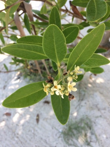 Mangle (Avicennia germinans) - PictureThis