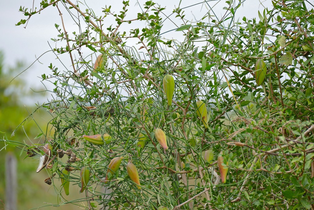 White twinevine (Funastrum clausum) Flower, Leaf, Care, Uses - PictureThis