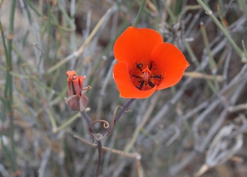 Calochortus kennedyi - PictureThis